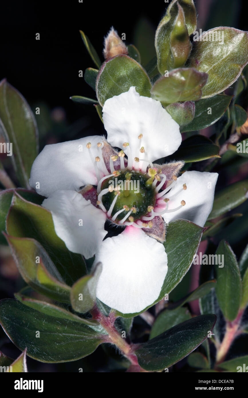 Close-up of a Shining Teatree/Tea-tree flower showing details of flower ...