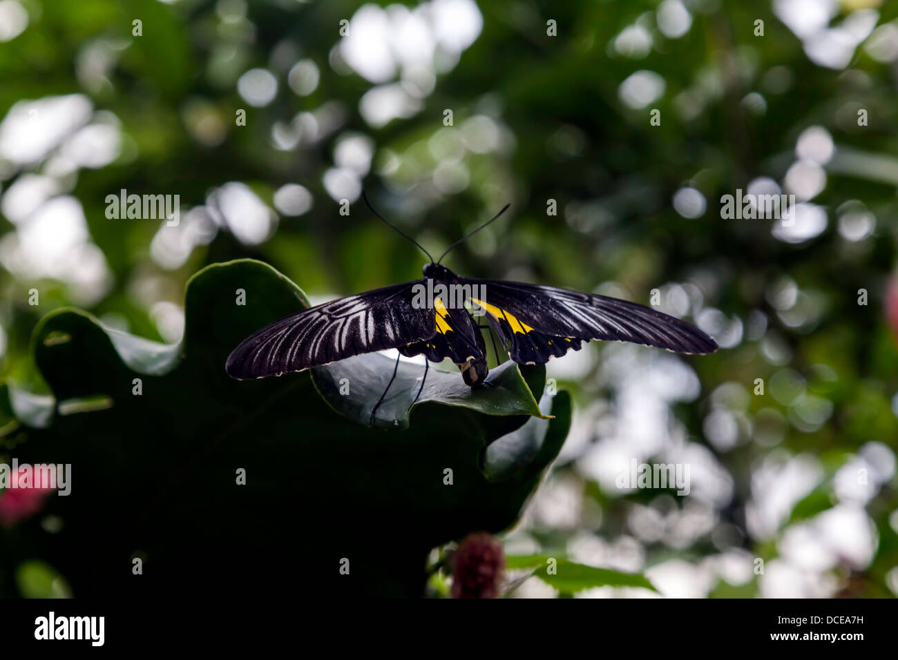 Troides hi-res stock photography and images - Alamy