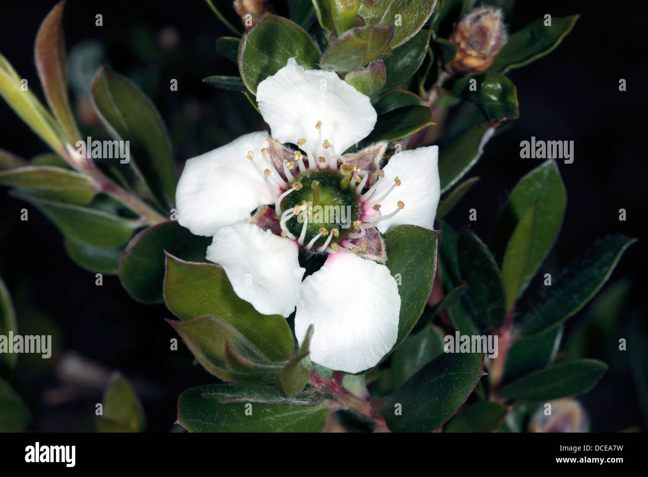 Close-up of a Shining Teatree/Tea-tree flower showing details of flower ...