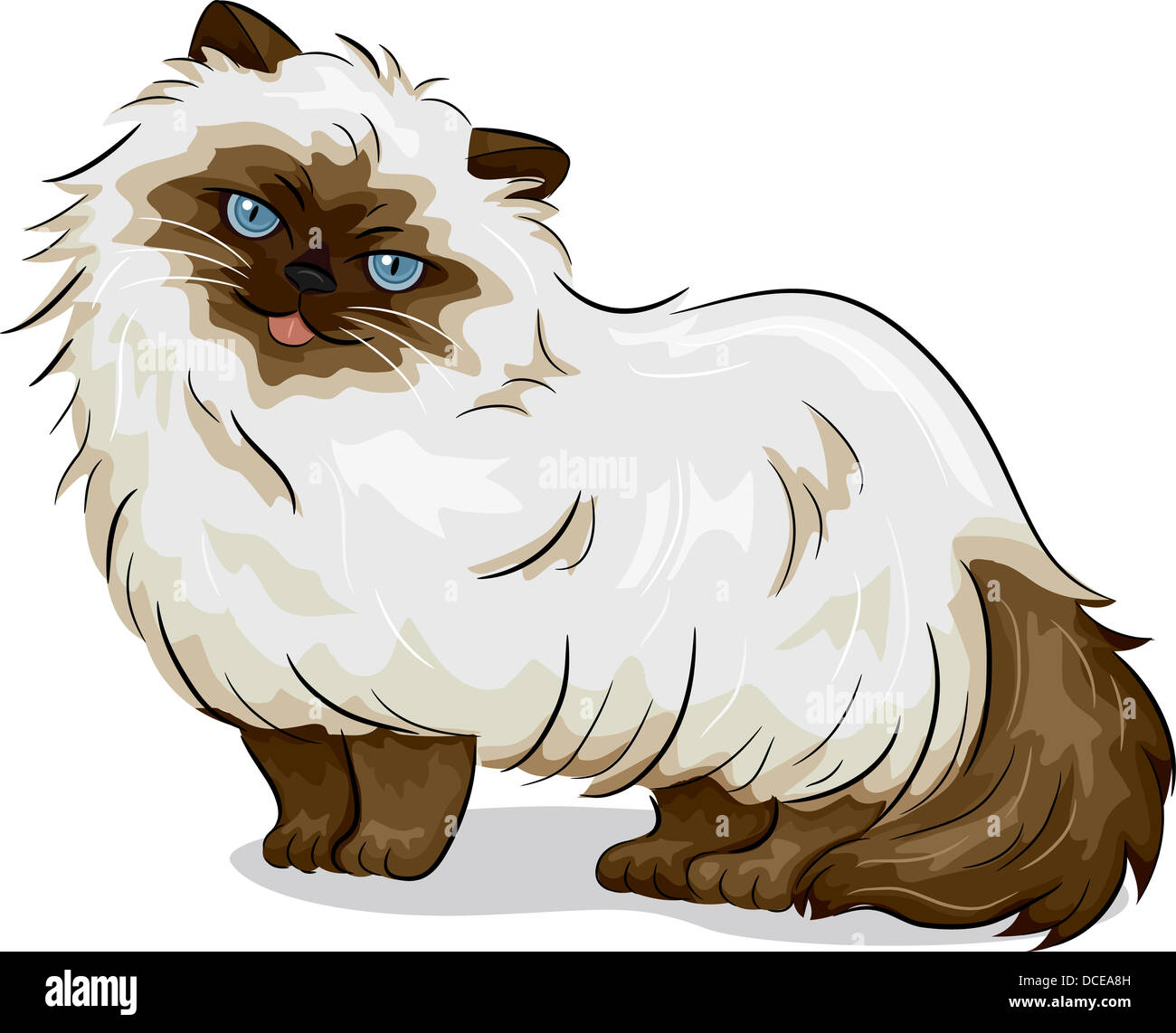 Illustration of Himalayan Cat Stock Photo - Alamy