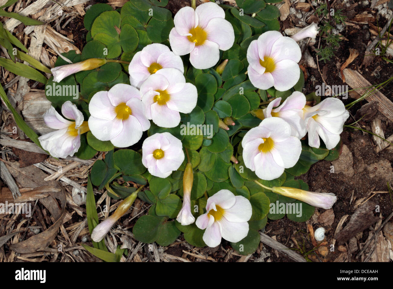 Grand Duchess Sorrel - Oxalis purpurea - Family Oxalidaceae Stock Photo ...