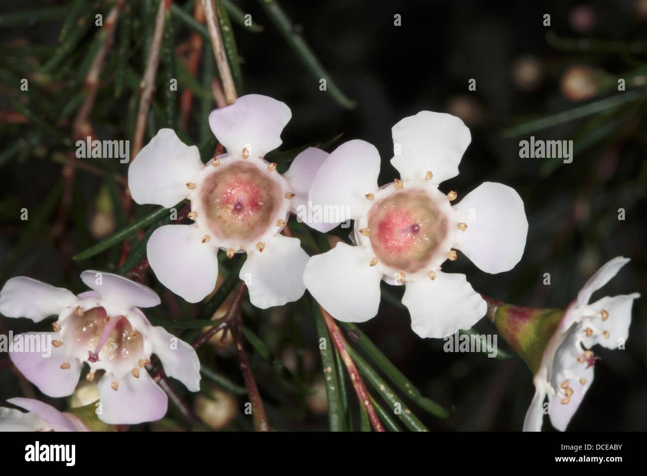Teatree hi-res stock photography and images - Alamy