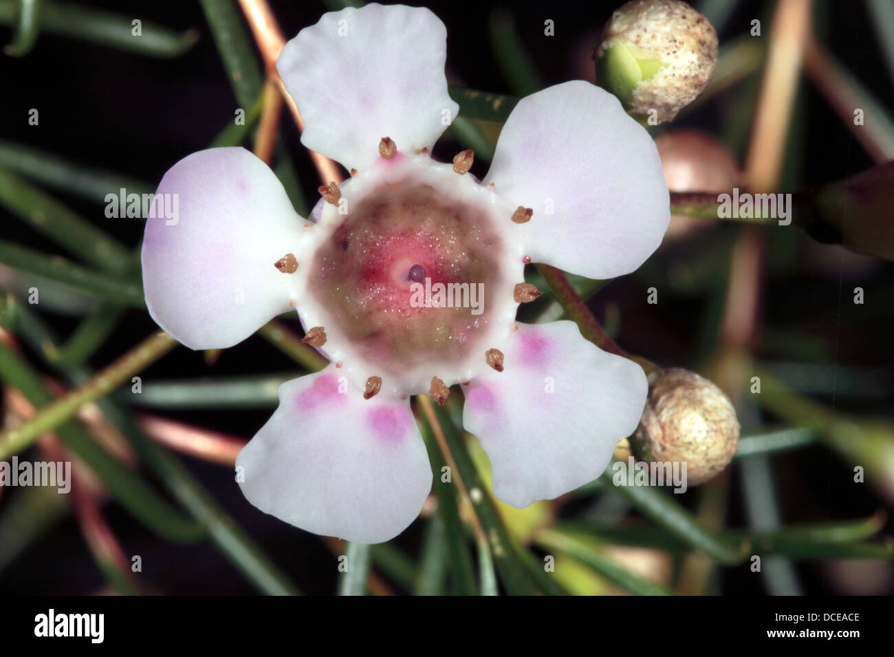 Close-up of Teatree/ Tea tree /Tea-tree flowers - Leptospermum - Family ...