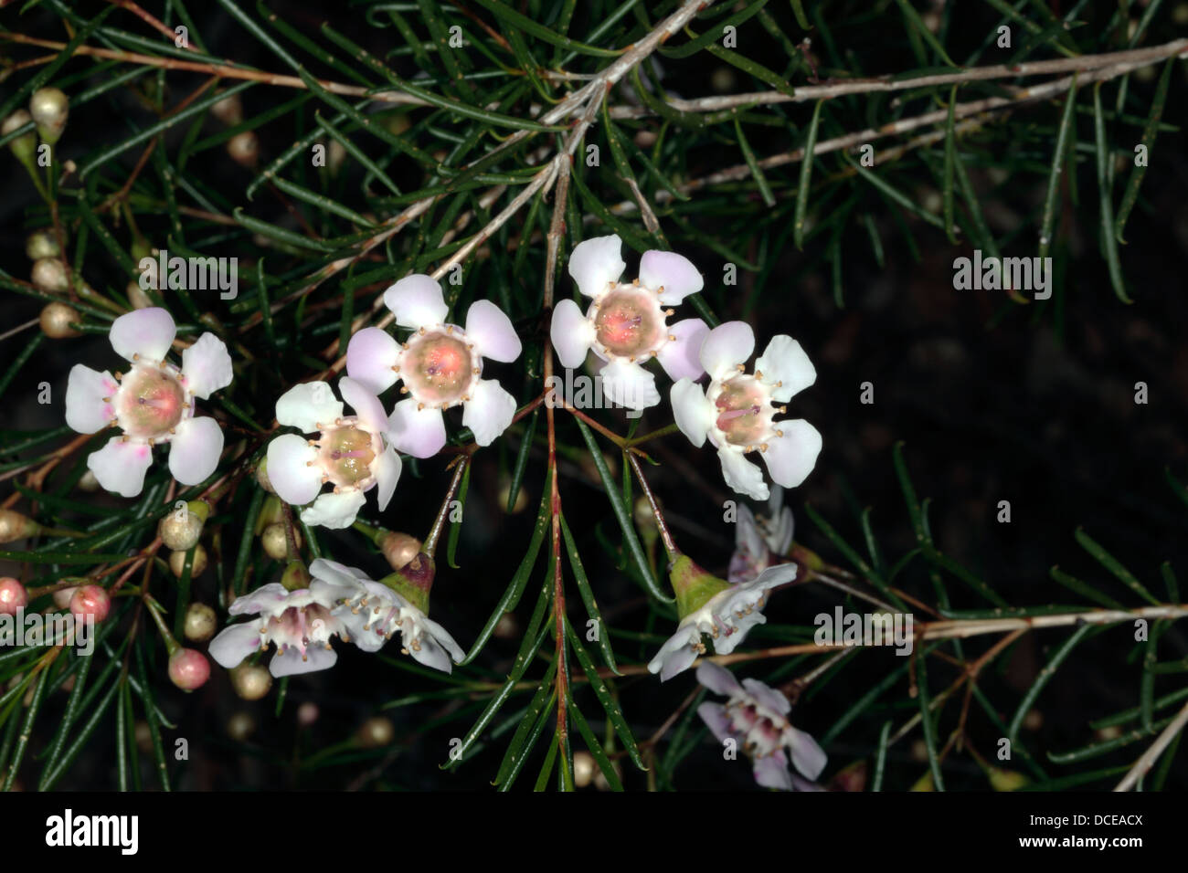 Close-up of Teatree/ Tea tree /Tea-tree flowers - Leptospermum - Family ...
