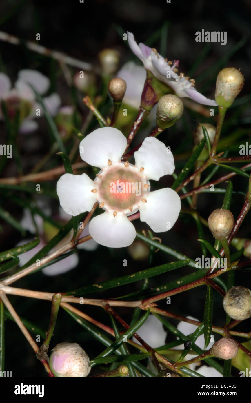 Close-up of Teatree/ Tea tree /Tea-tree flowers - Leptospermum - Family ...