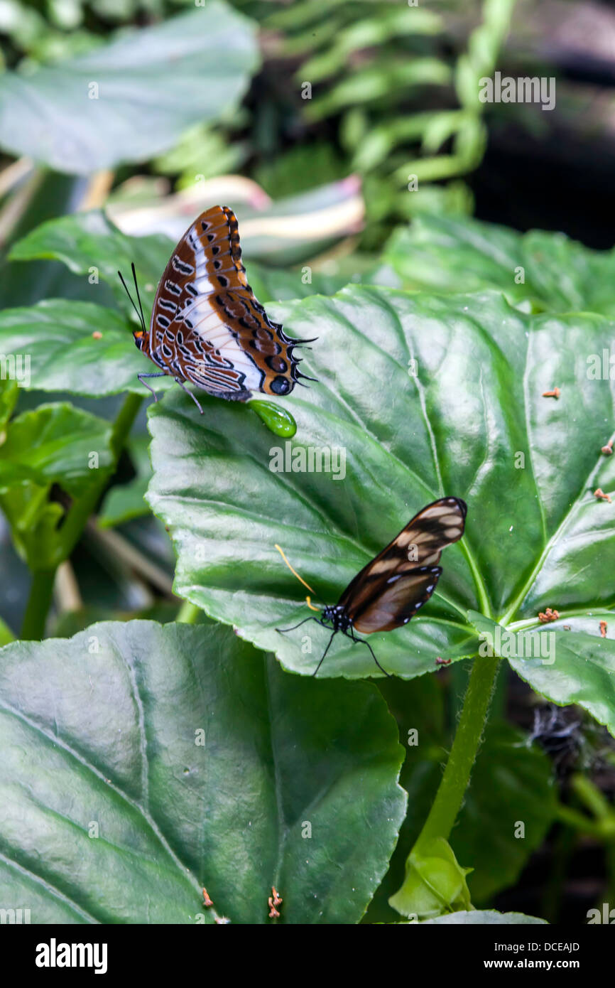 Charaxes hi-res stock photography and images - Alamy