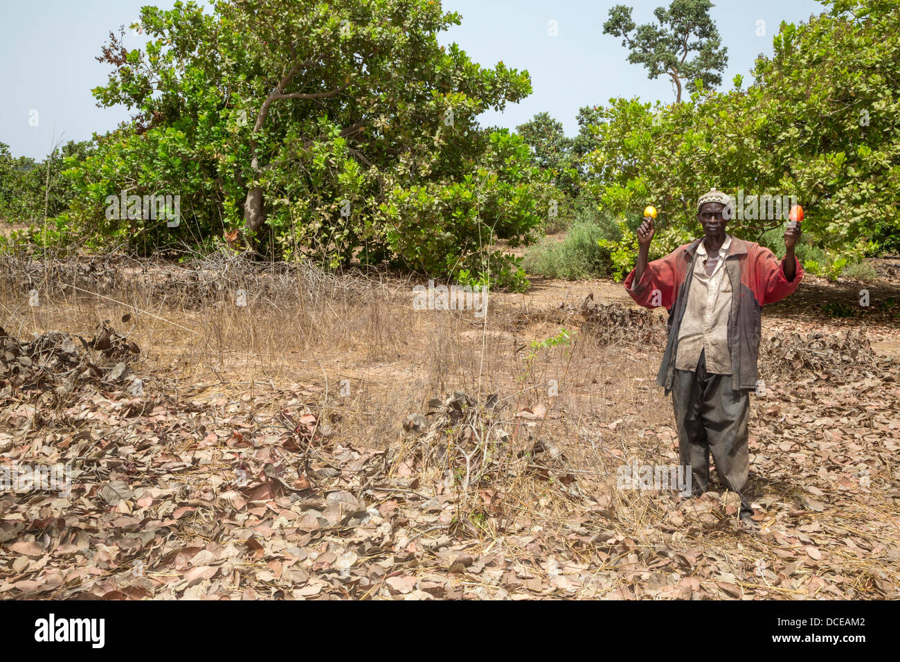 Cashew plantation hi-res stock photography and images - Alamy