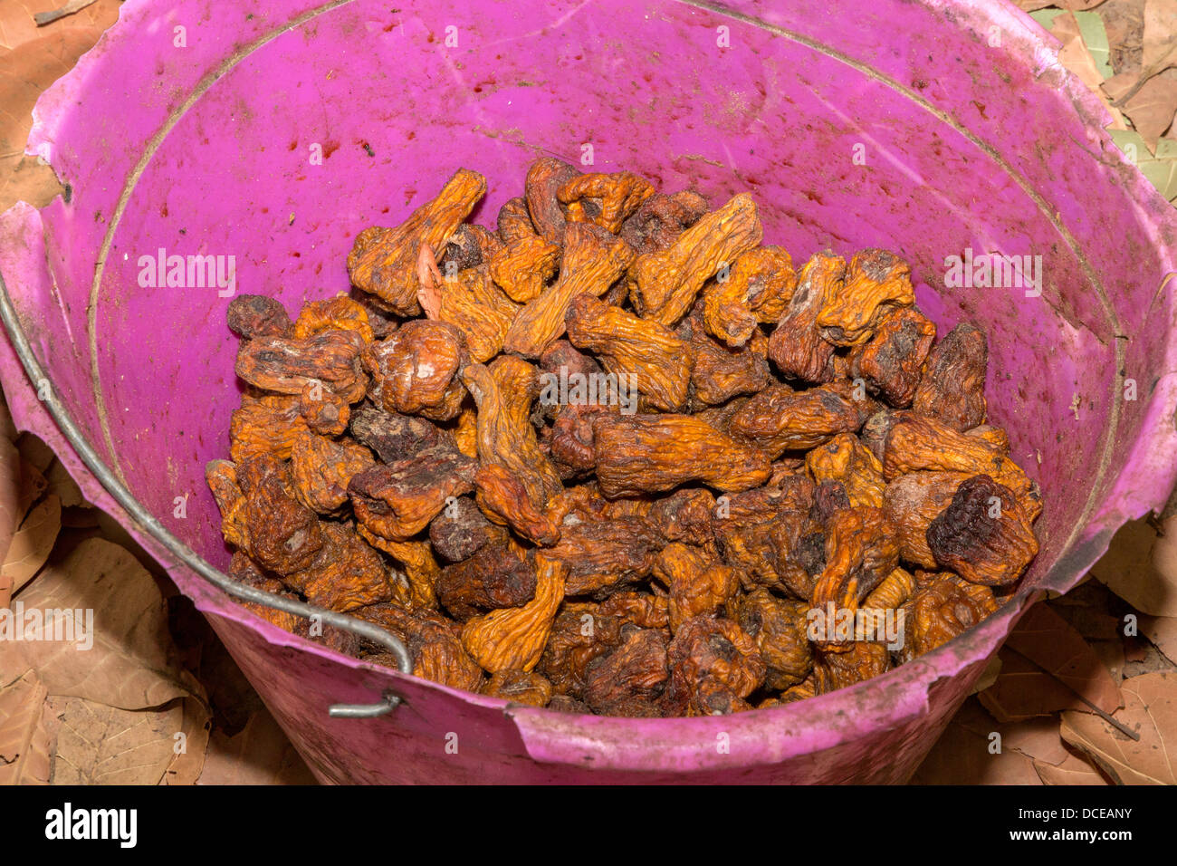 Dried Cashew Apple Fruit, near Sokone, Senegal Stock Photo - Alamy