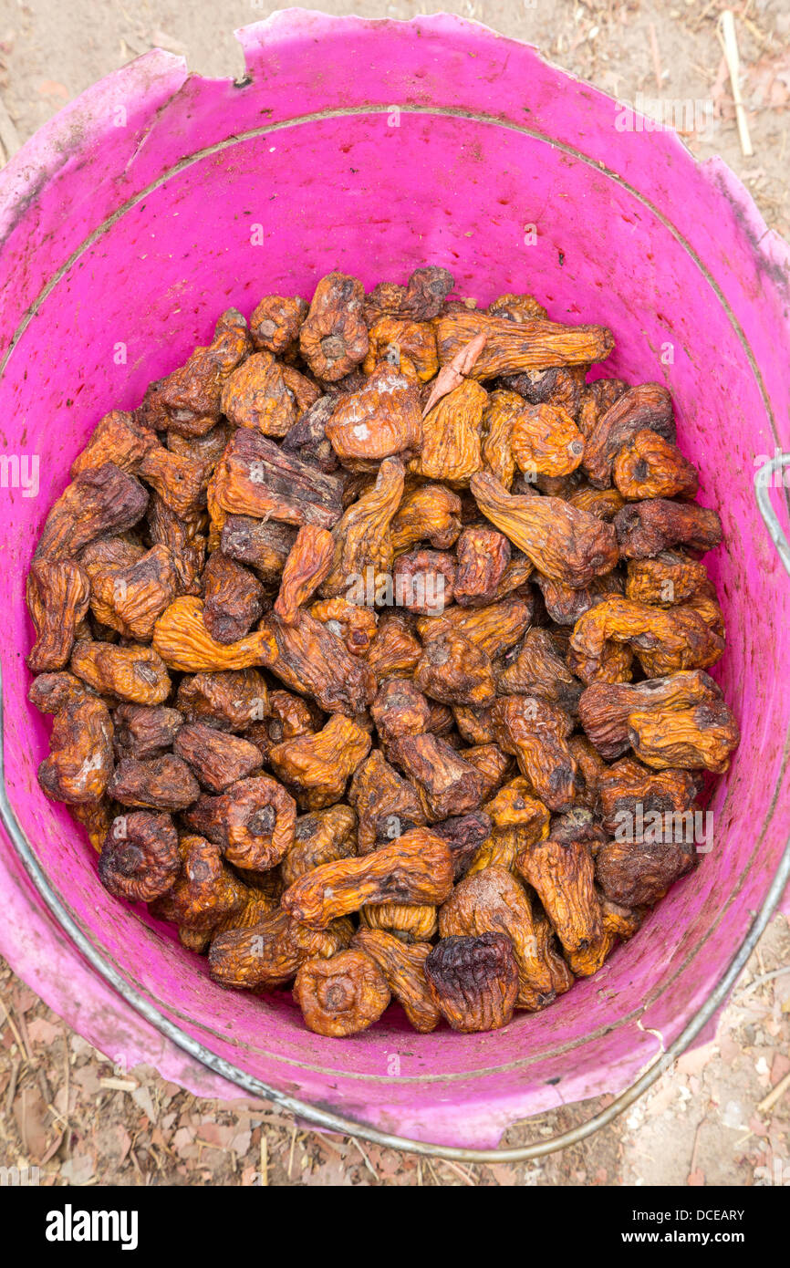 Dried Cashew Apple Fruit, near Sokone, Senegal Stock Photo - Alamy
