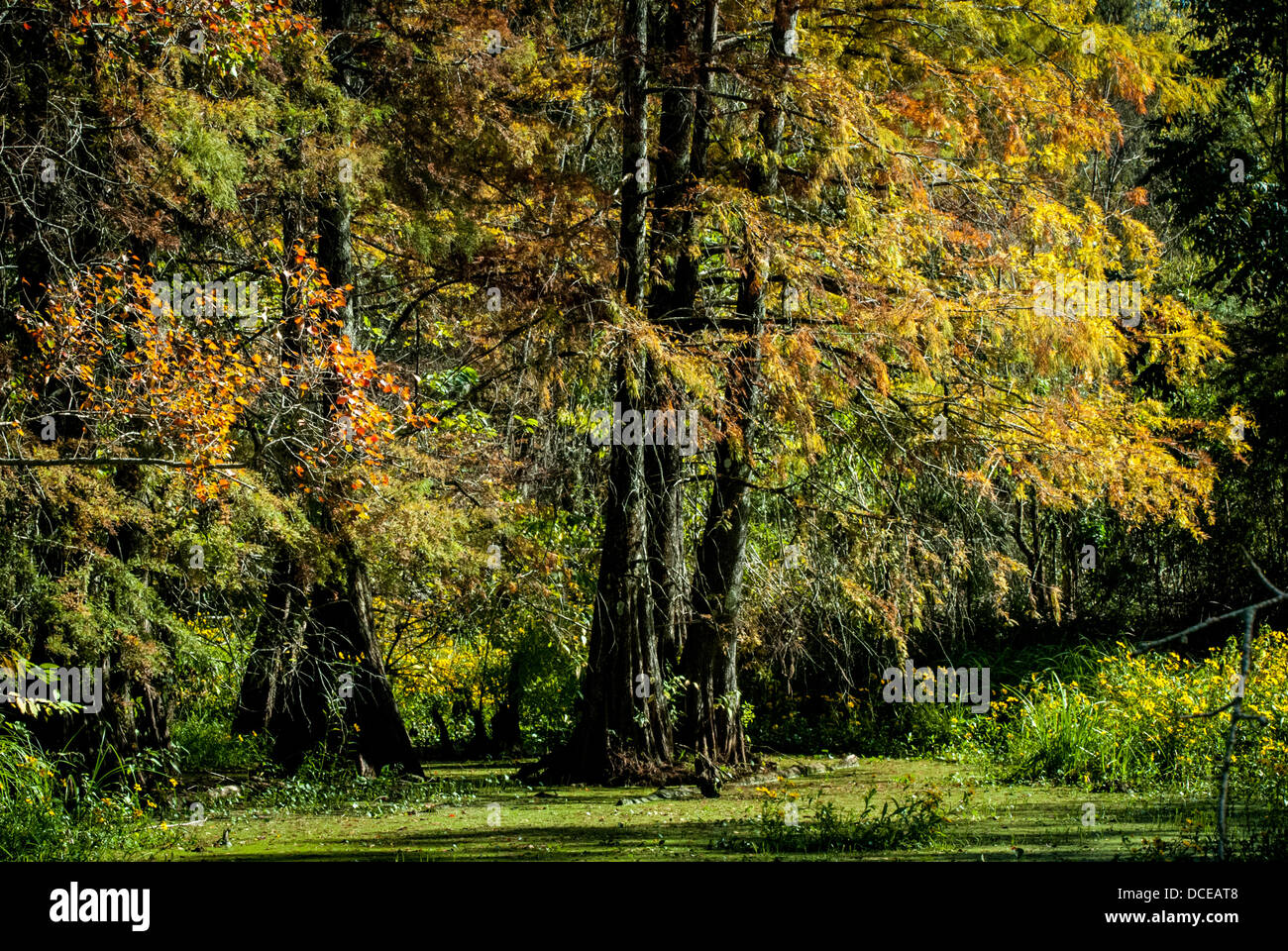 USA, Louisiana, Atchafalaya Basin, Bayou Teche, Lake Martin, Cypress ...