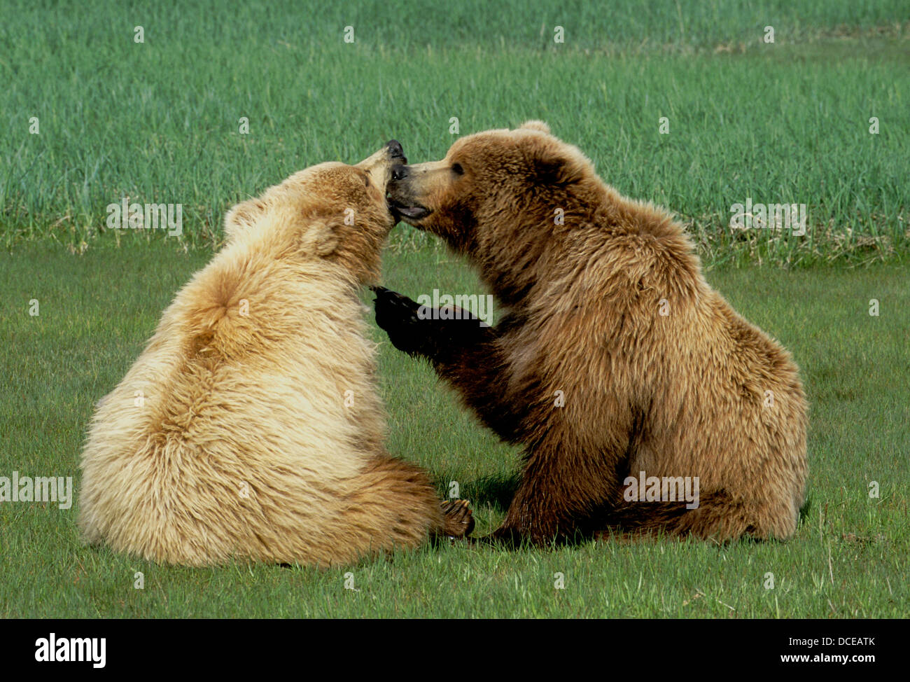 Yearling bear cubs hi-res stock photography and images - Alamy