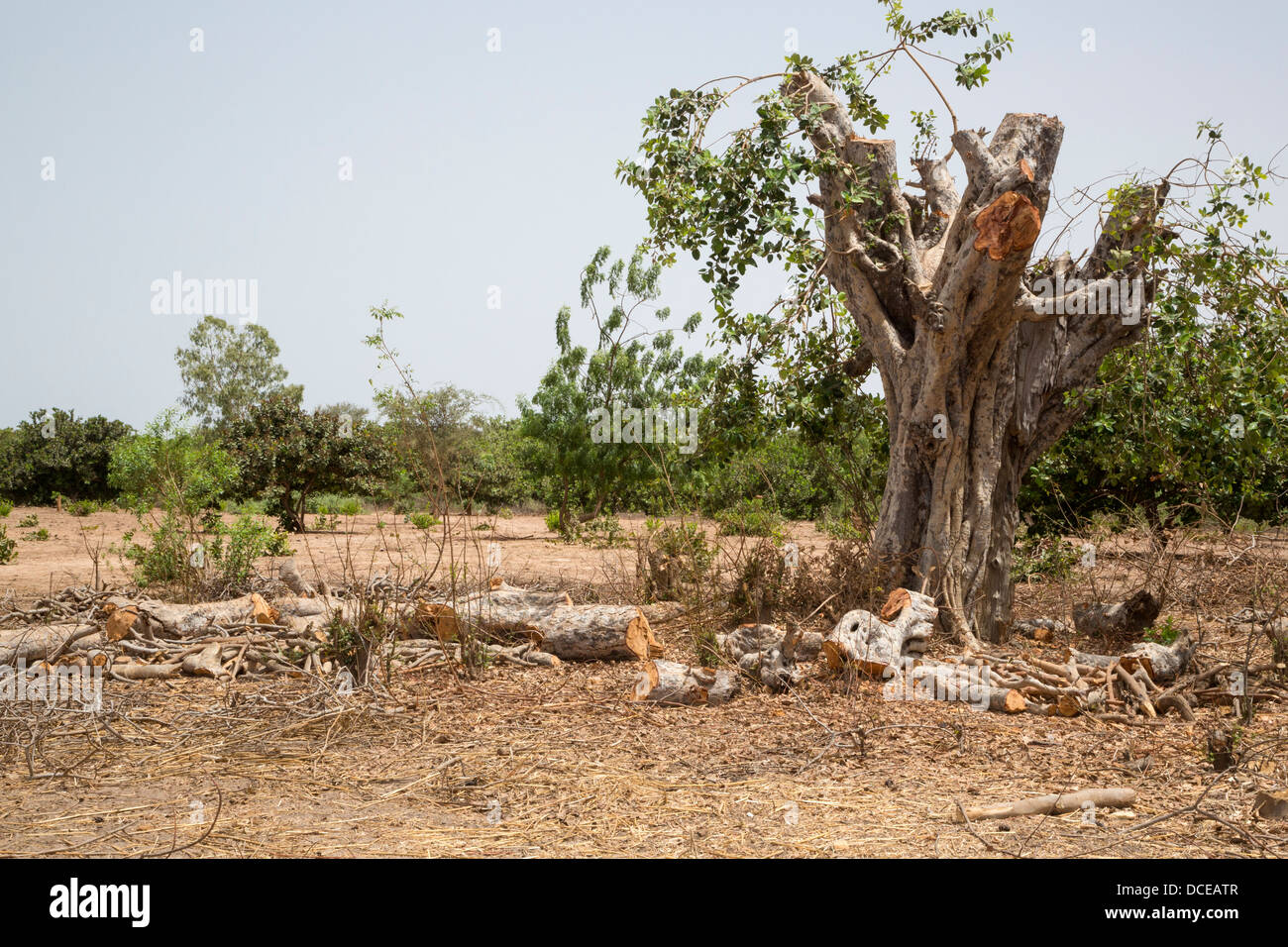 Deforestation africa hi-res stock photography and images - Alamy