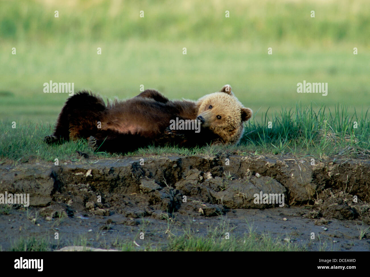 Bear lying back hi-res stock photography and images - Alamy