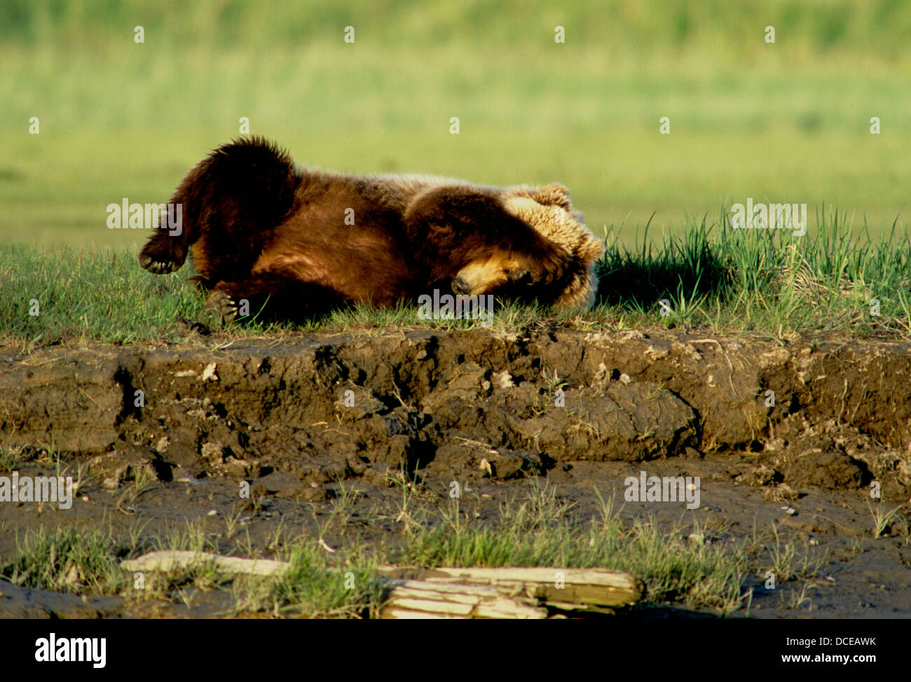 Bear rolling around on back hi-res stock photography and images - Alamy