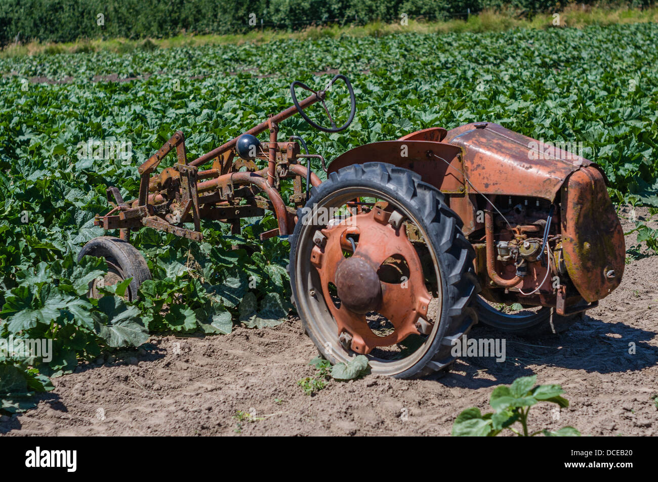 Allis-Chalmers Model G agricultural tractor in a pumpkin field. Odell ...