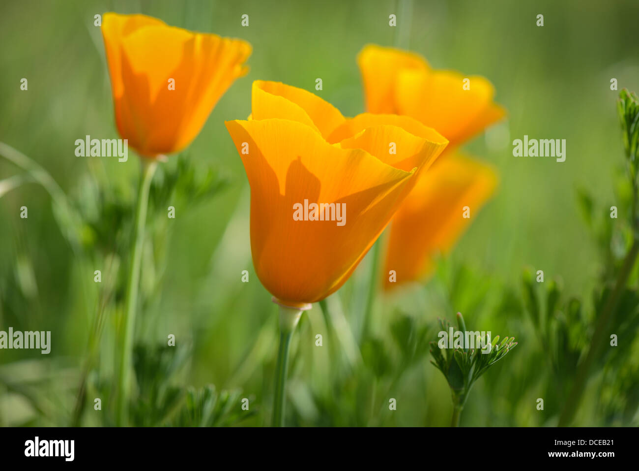 California Orange Poppy Stock Photo - Alamy
