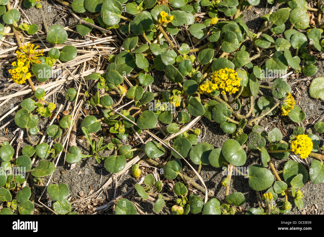 Brookings Oregon. Abronia latifolia or Yellow Sand-Verbena on the beach ...