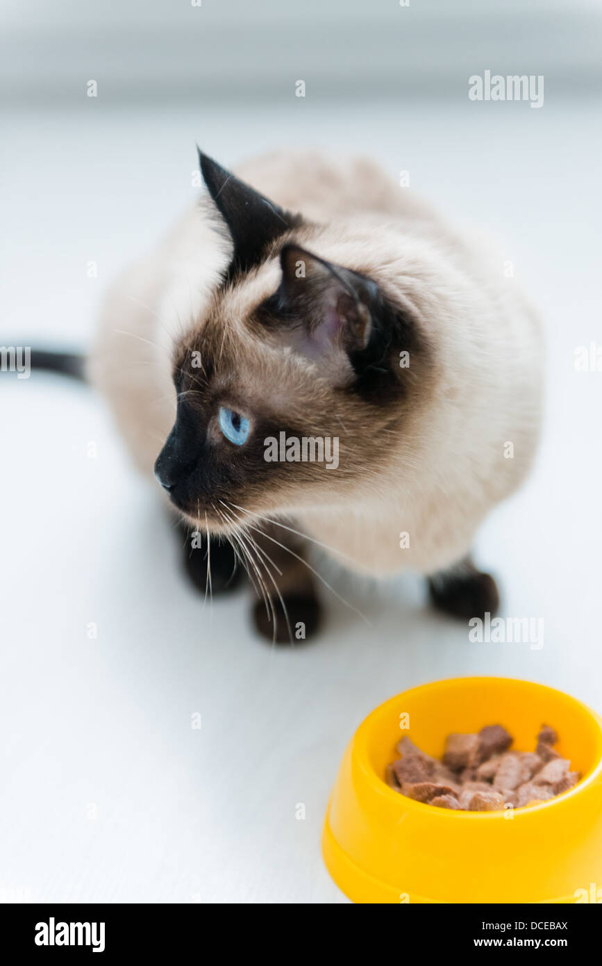cat eating pet food Stock Photo - Alamy