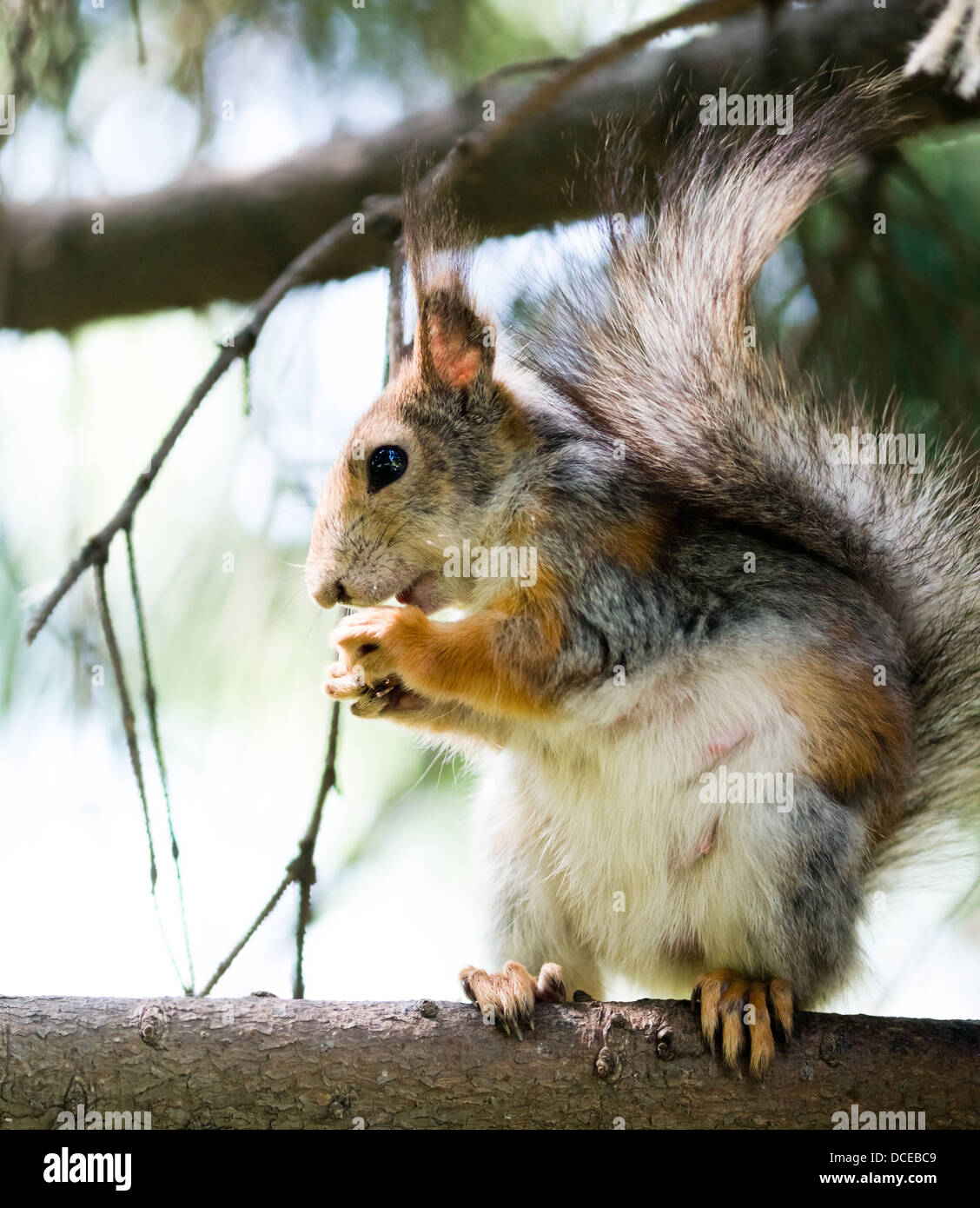 squirrel eating on the tree Stock Photo - Alamy