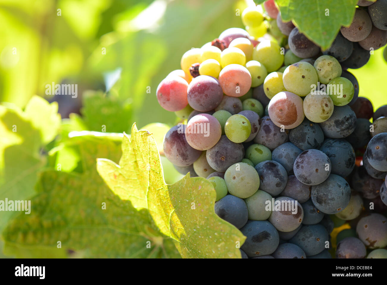 Red and Green Grapes on the Vine Stock Photo - Alamy