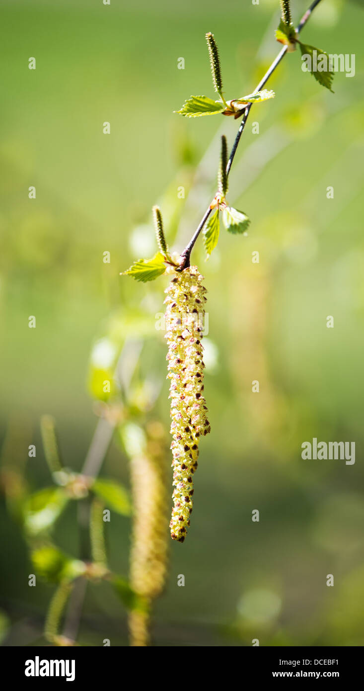 Botanyview hi-res stock photography and images - Alamy