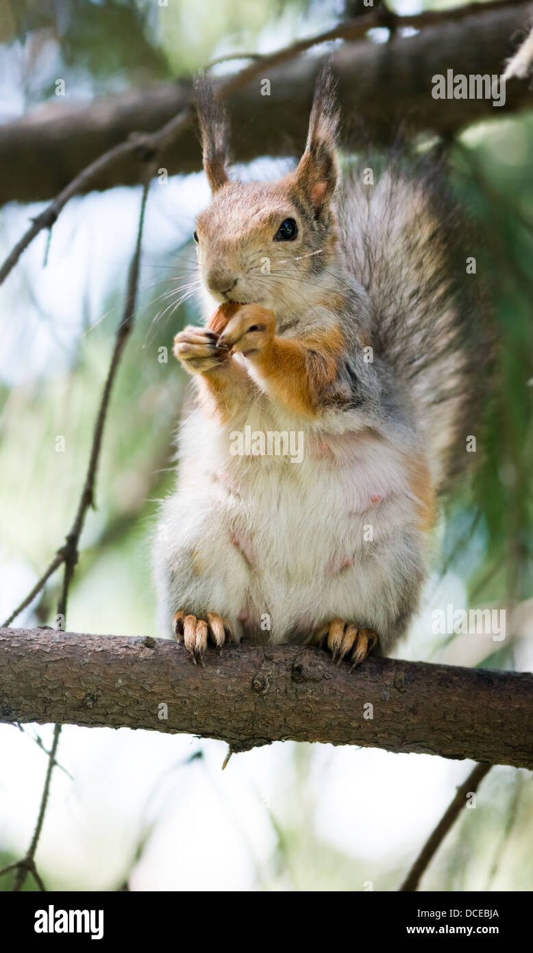 Closeup shot fluffy squirrel hi-res stock photography and images - Alamy