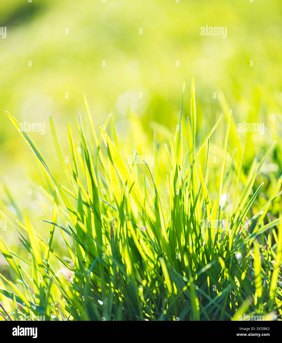 green summer grass and sun Stock Photo - Alamy