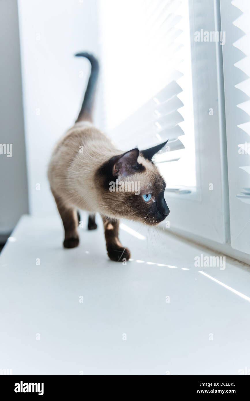 cat stand on a windowsill Stock Photo - Alamy