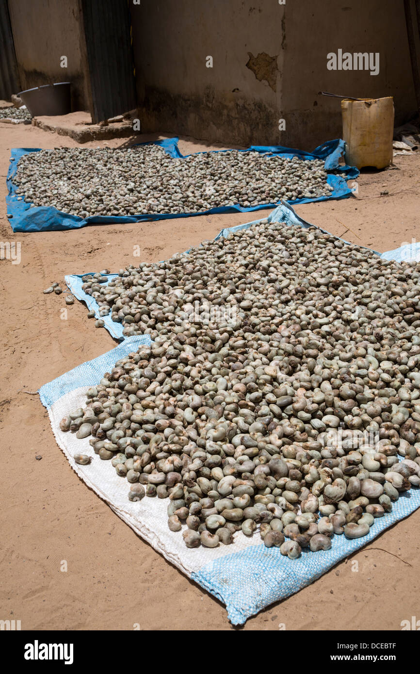 Unhulled Cashew Nuts Drying in the Sun, Nixo Village, near Sokone ...