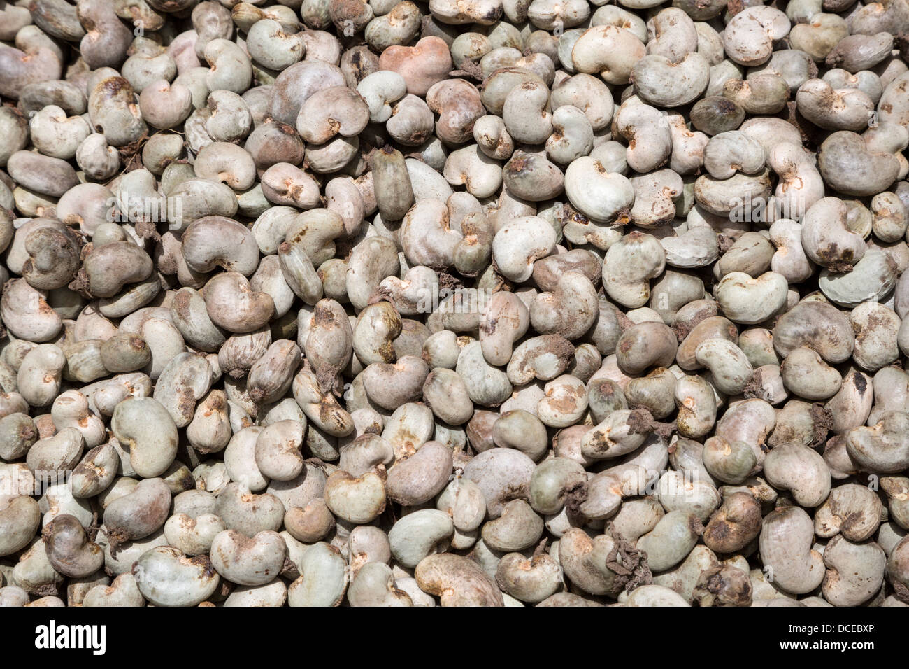 Unhulled Cashew Nuts Drying in the Sun, Nixo Village, near Sokone ...