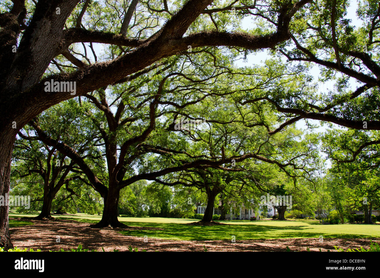 Oak alley plantation house High Resolution Stock Photography and Images ...