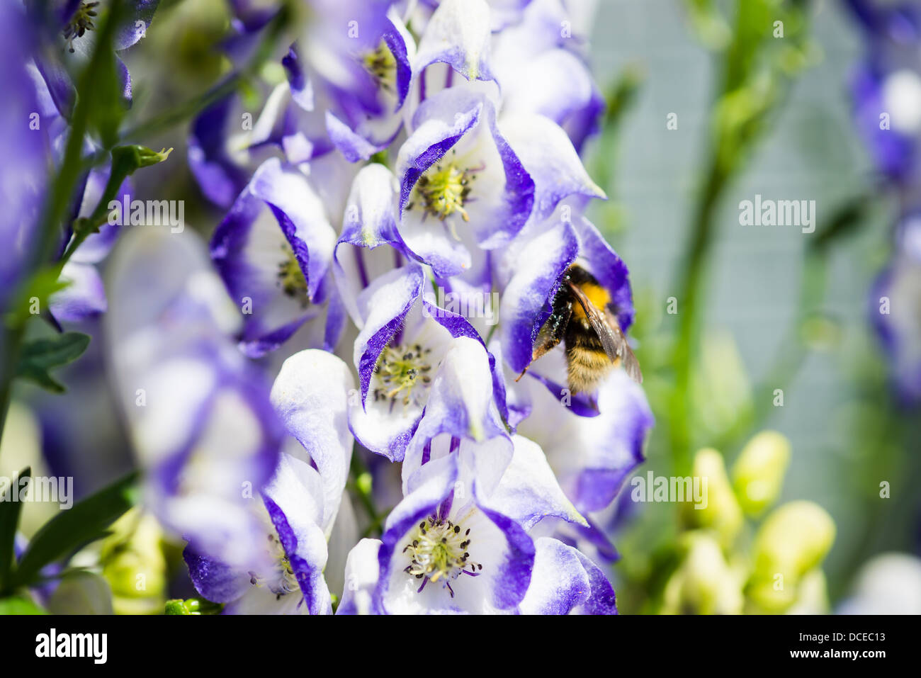 beautiful violet flower and bee Stock Photo - Alamy