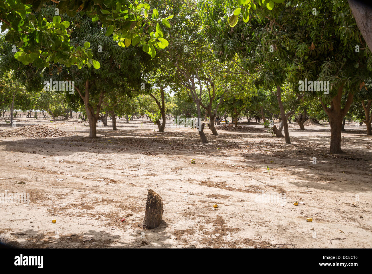 Cashew Nut Farm, Senegal. Example of a Well-tended Farm, free of ...