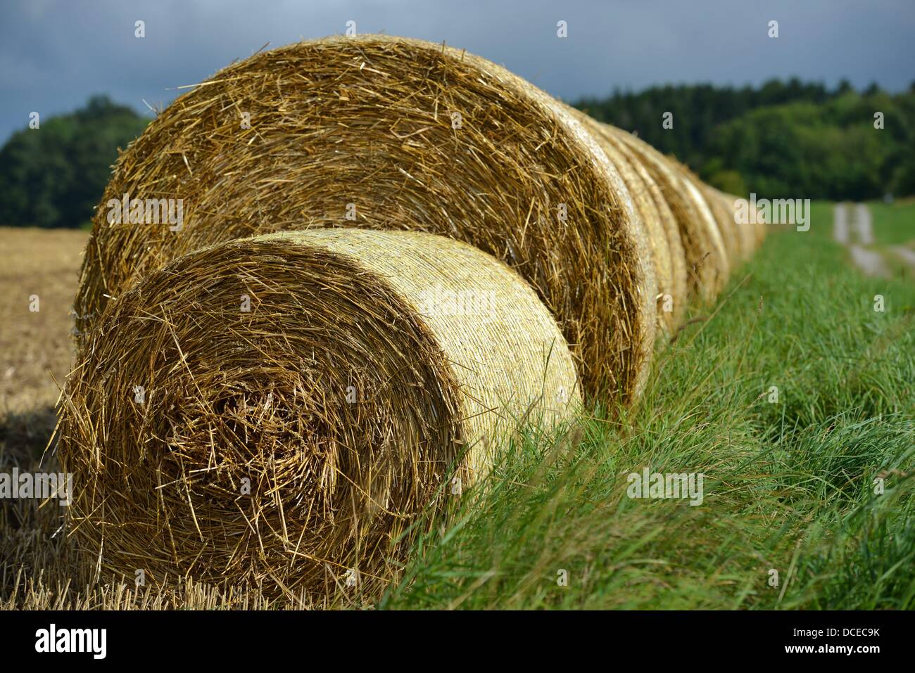 Bales straw laying on field hi-res stock photography and images - Alamy