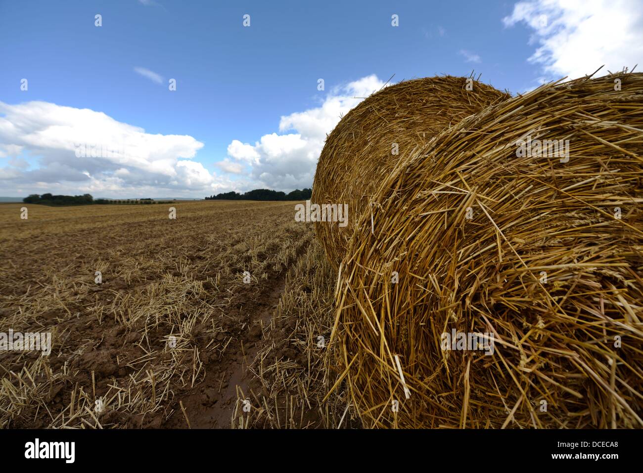 Bales straw laying on field hi-res stock photography and images - Alamy
