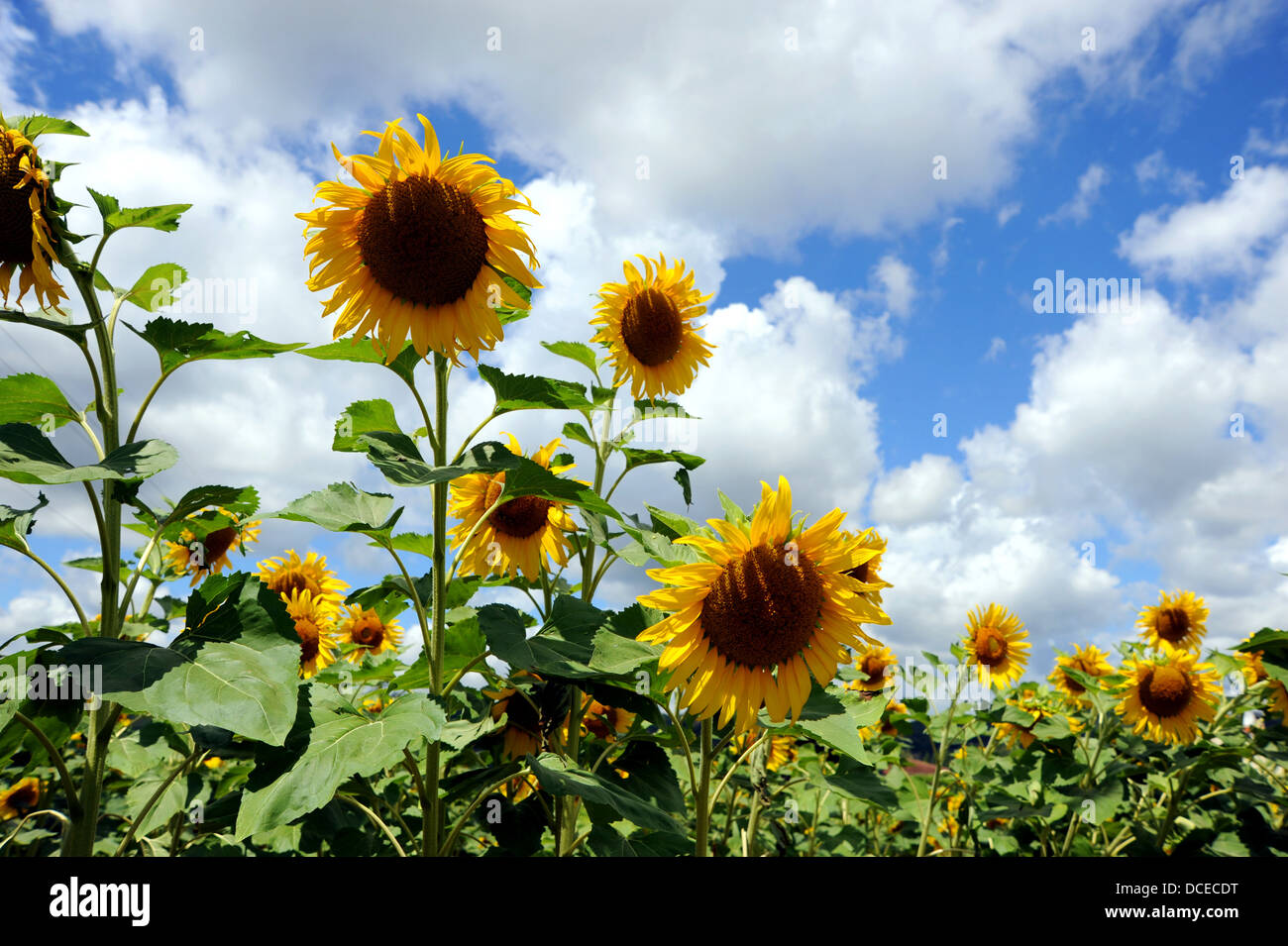 Small sunflower field hi-res stock photography and images - Alamy