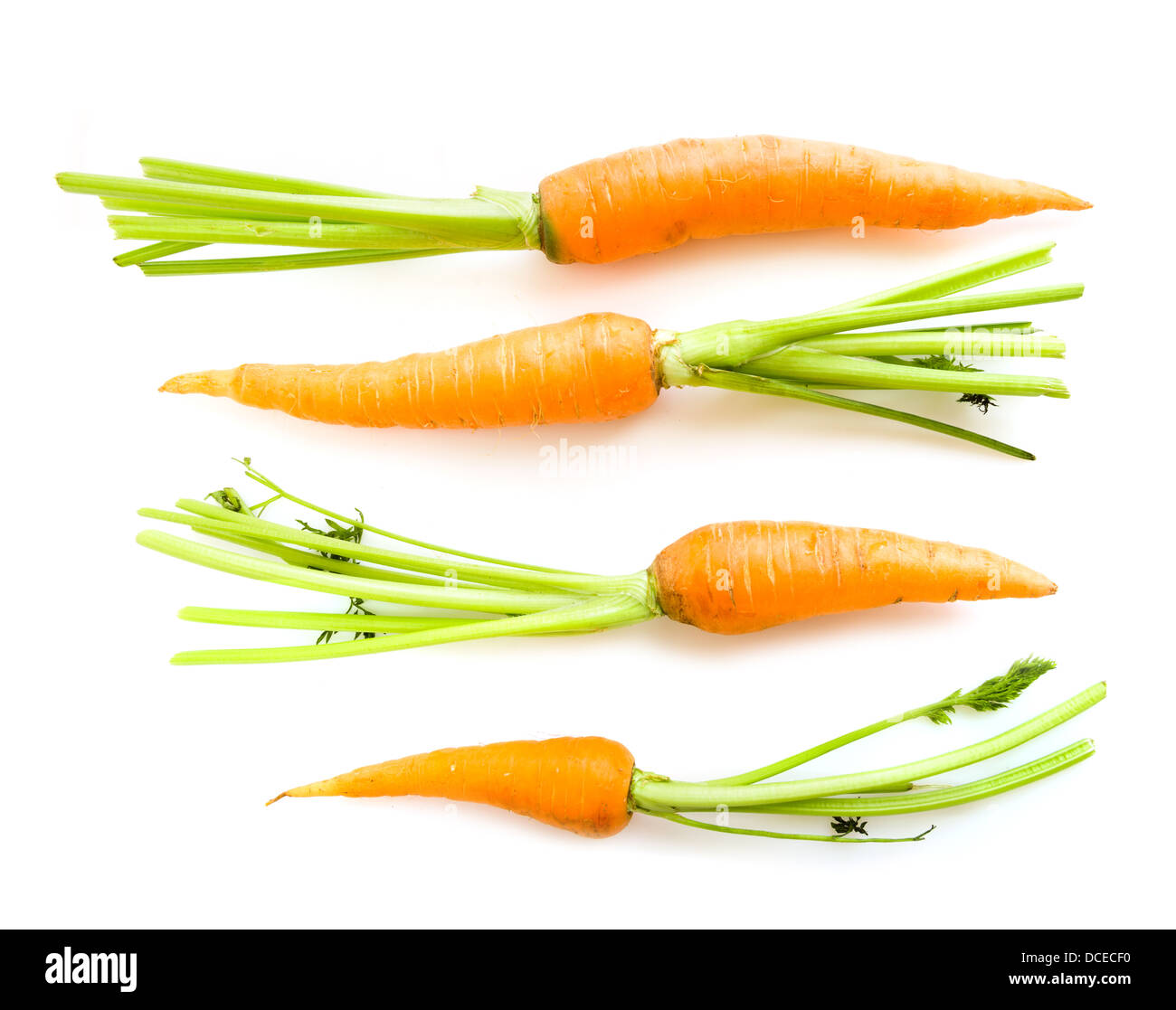 Fresh new yellow leaves Cut Out Stock Images & Pictures - Alamy