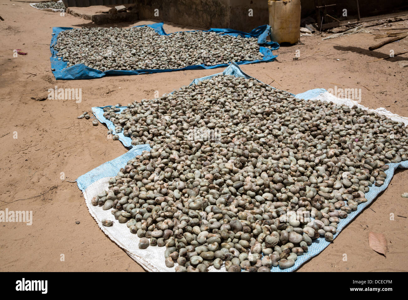 Unhulled Cashew Nuts Drying in the Sun, Nixo Village, near Sokone ...
