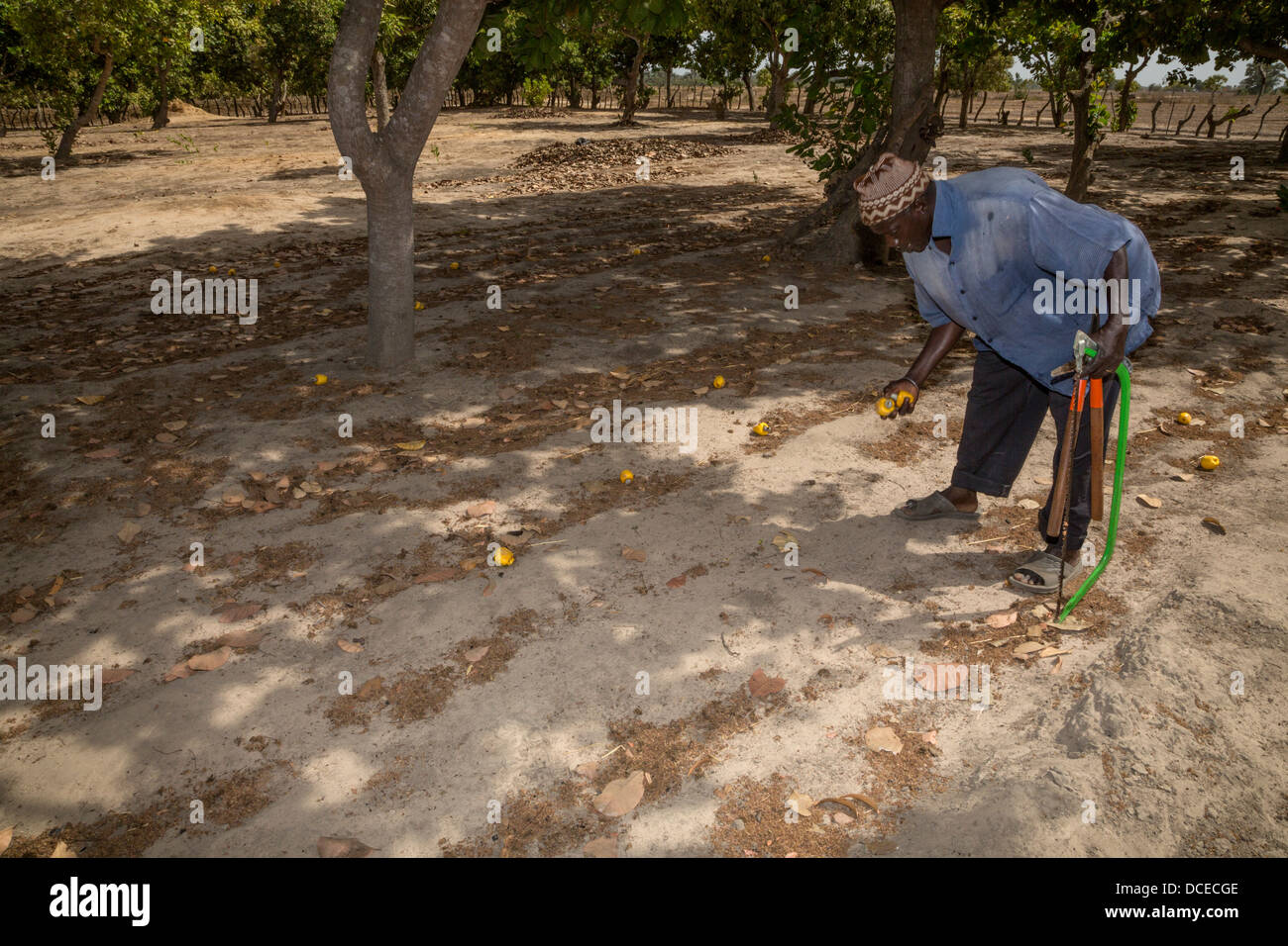 Senegal cashew nut hi-res stock photography and images - Alamy