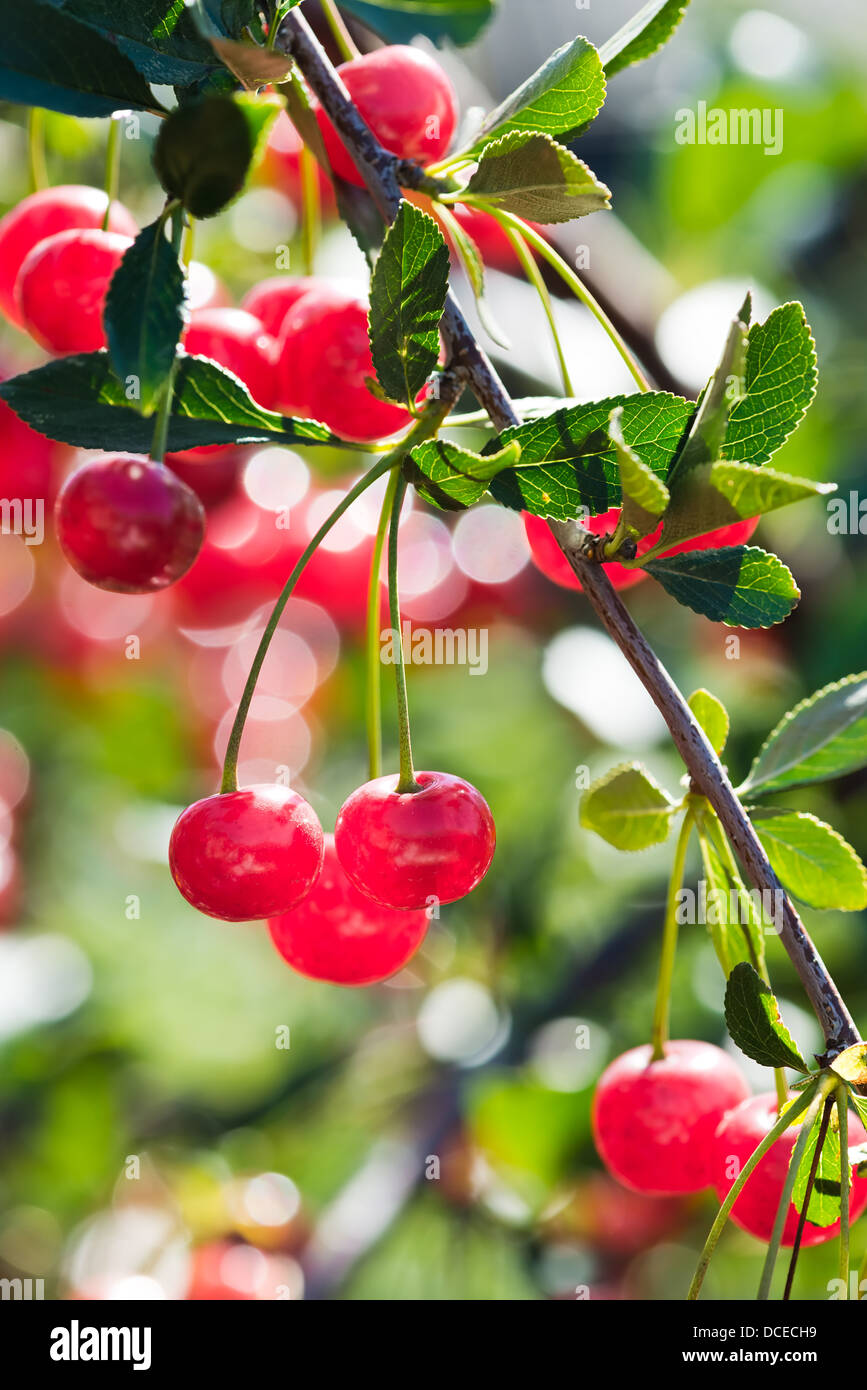 Cherries hanging on a cherry tree branch Stock Photo - Alamy