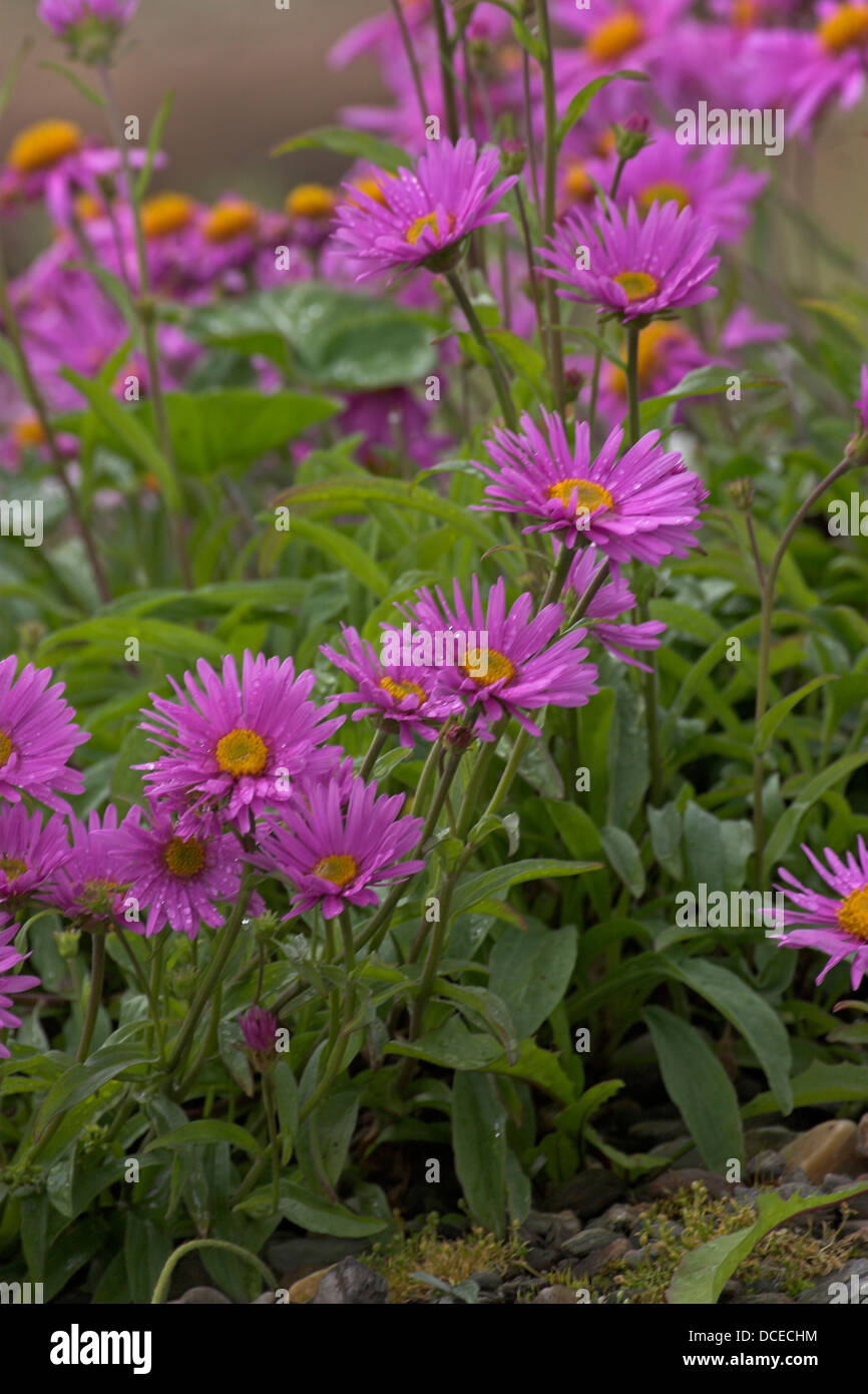 Blue Alpine Daisy, Alpine Aster, Alpen-Aster, Aster, Aster alpinus ...