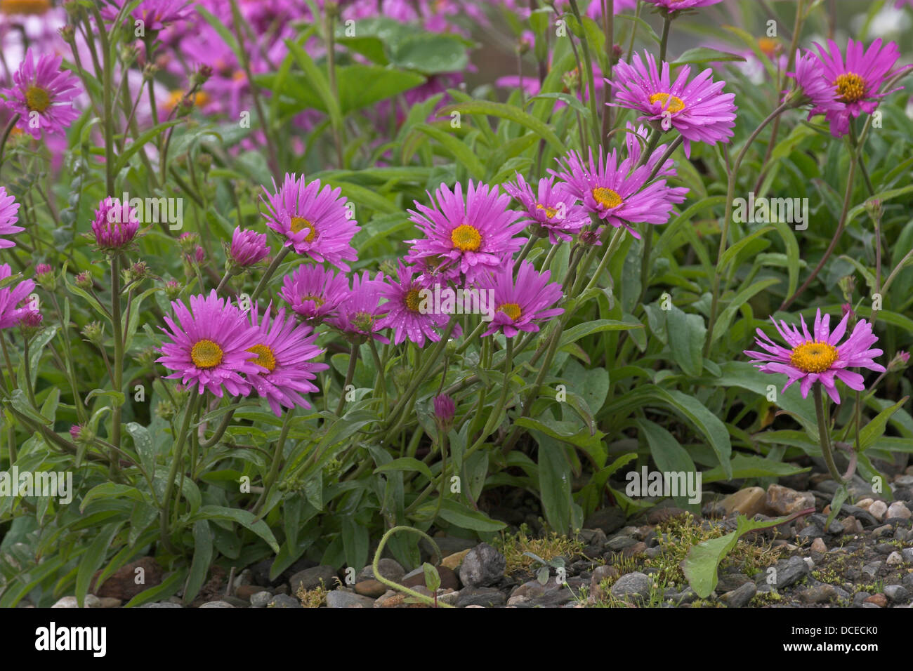 Blue alpine daisy hi-res stock photography and images - Alamy