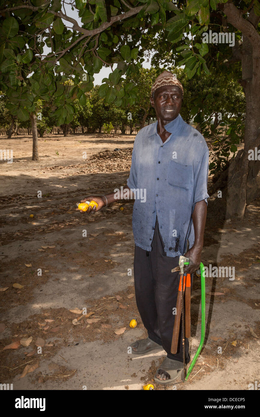 Senegal cashew nut hi-res stock photography and images - Alamy