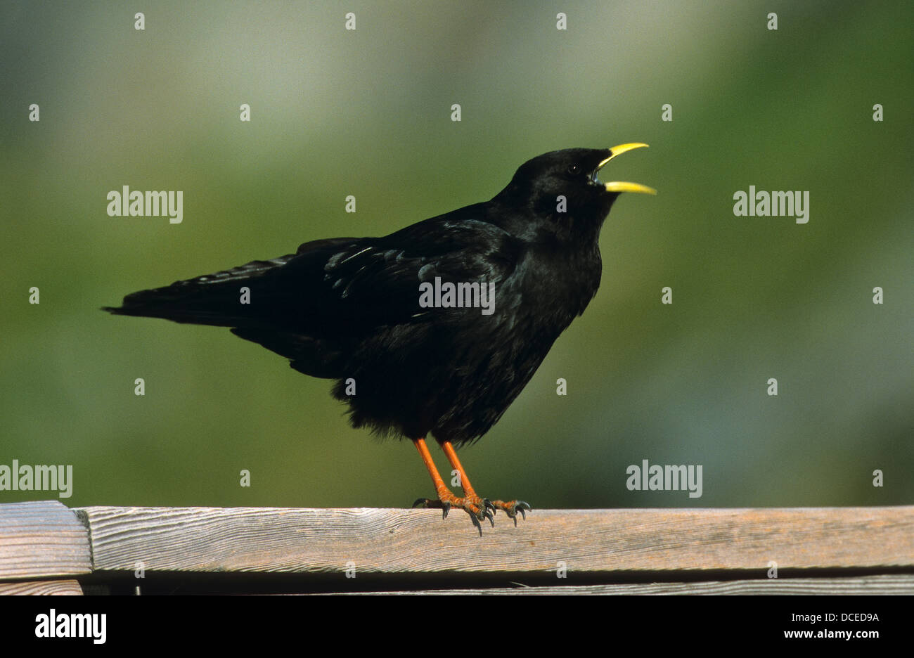 Alpine dohle hi-res stock photography and images - Alamy