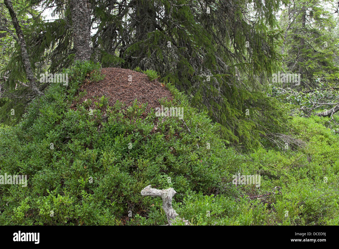 wood ant, wood ants, anthill, formicary, Rote Waldameise, Ameisenhaufen ...