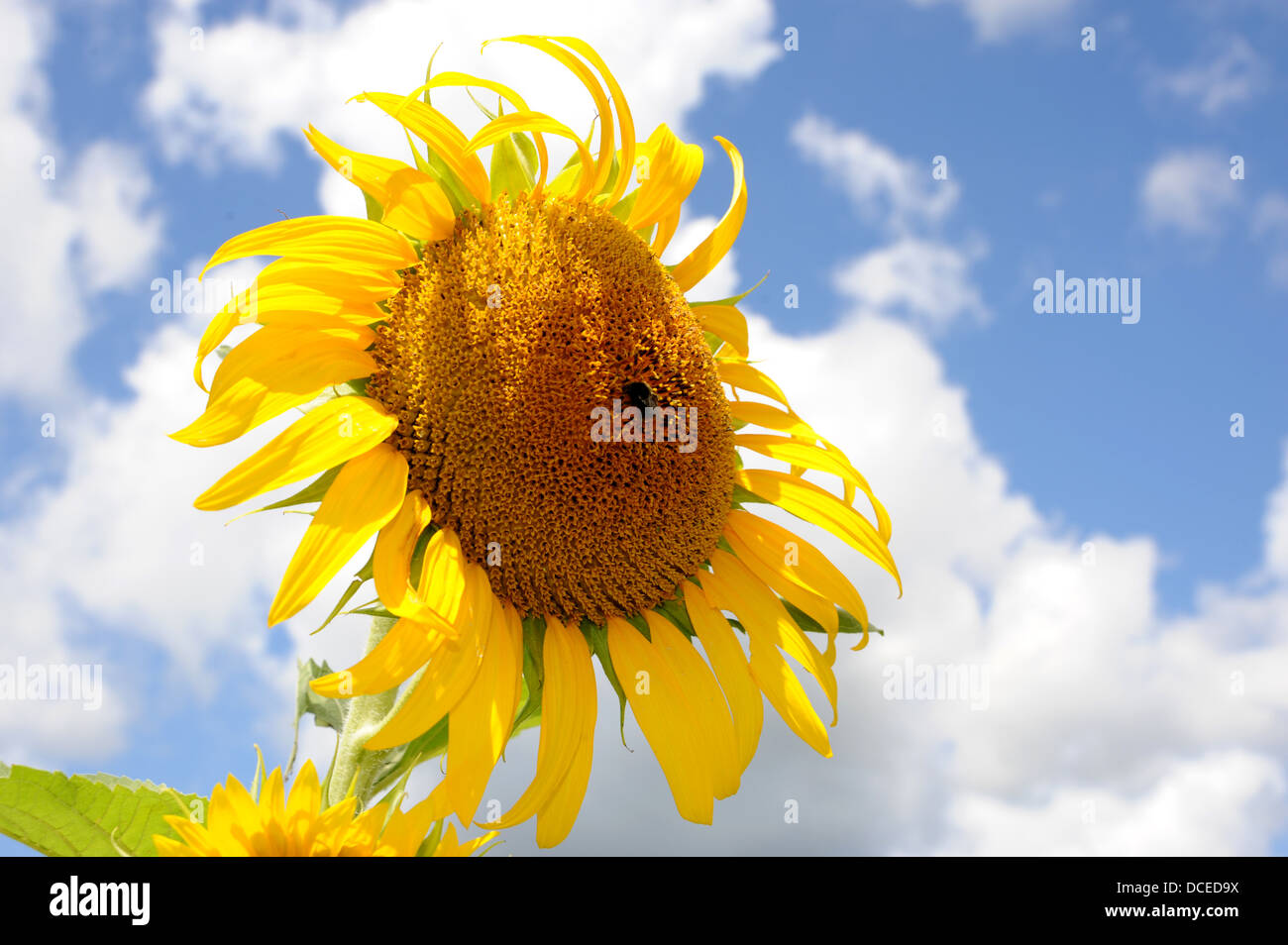 Bees and sunflowers hi-res stock photography and images - Alamy