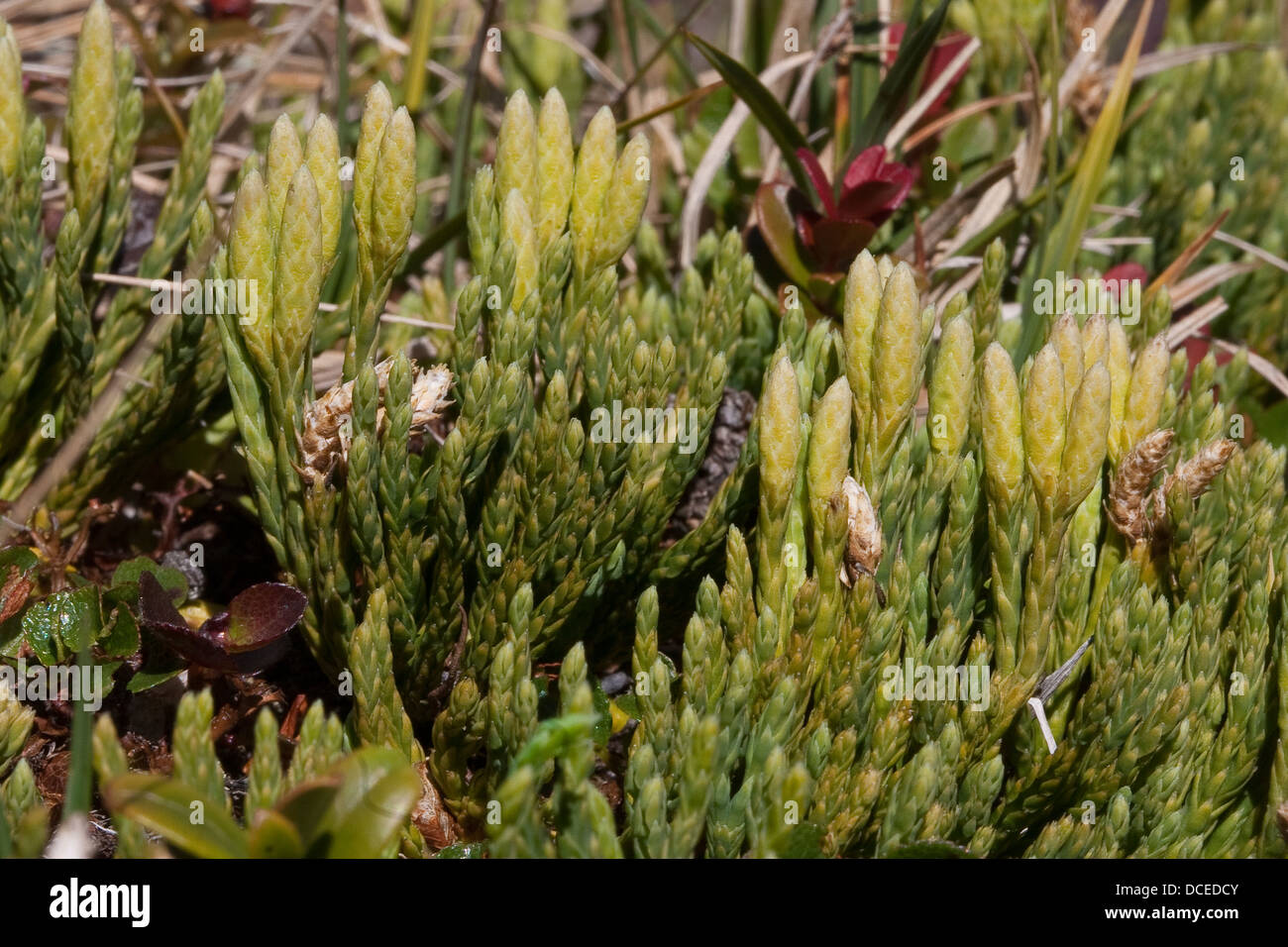 Alpen flachbarlapp hi-res stock photography and images - Alamy