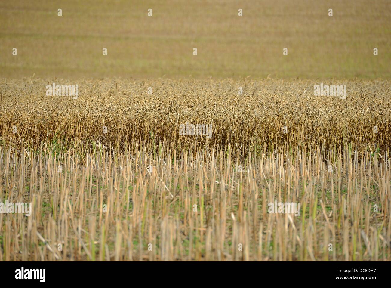 Grain Field in Germany. Photo: Frank May Stock Photo - Alamy