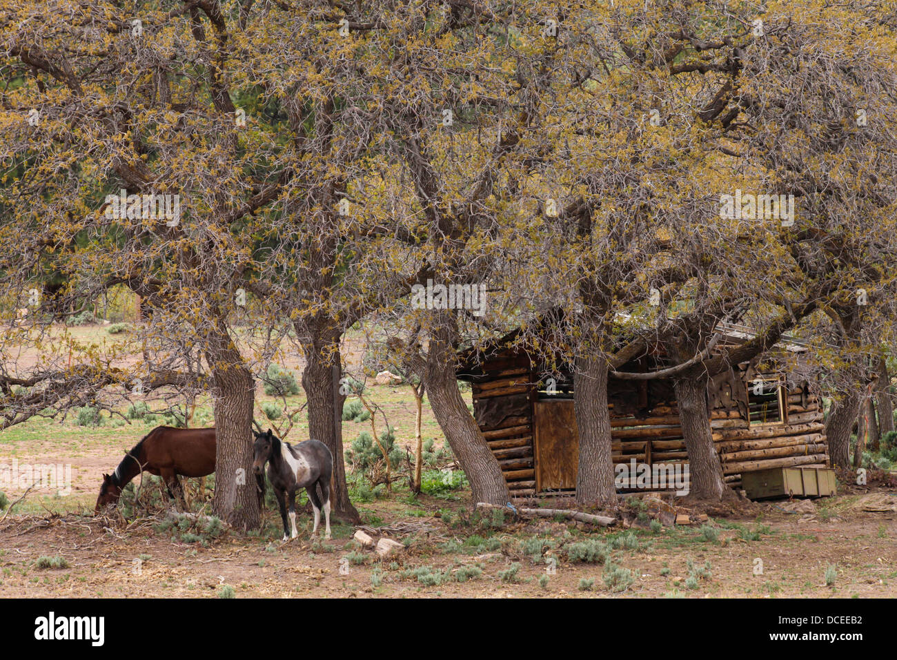 Crystal, New Mexico, USA Stock Photo - Alamy