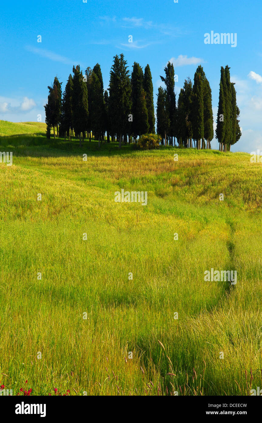 Val d'Orcia, Orcia Valley, UNESCO World Heritage Site, Cypress trees ...